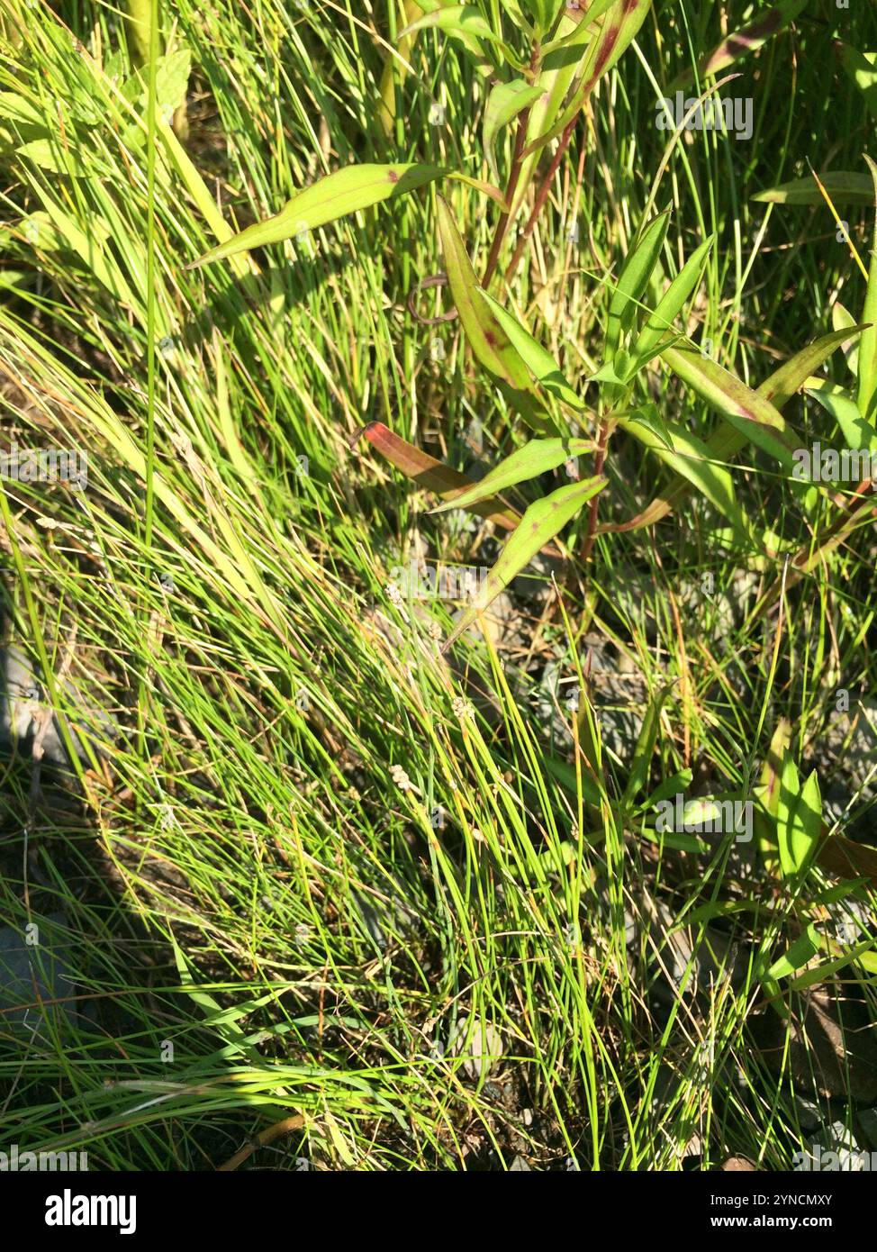 Slender Spikerush (Eleocharis elliptica Stock Photo - Alamy