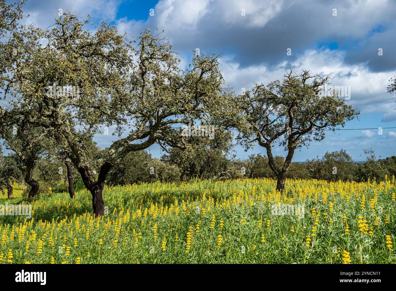 Portugal, Alentejo Region. Cork oak tree, Quercus suber, surrounded by ...