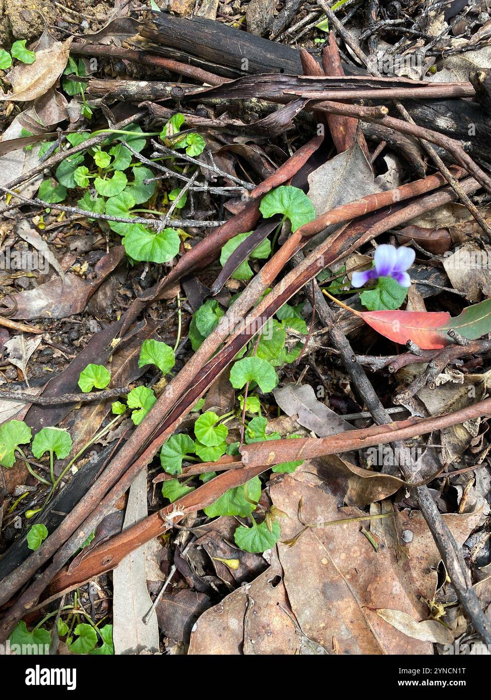 Ivy Leaved Violet (Viola hederacea Stock Photo - Alamy