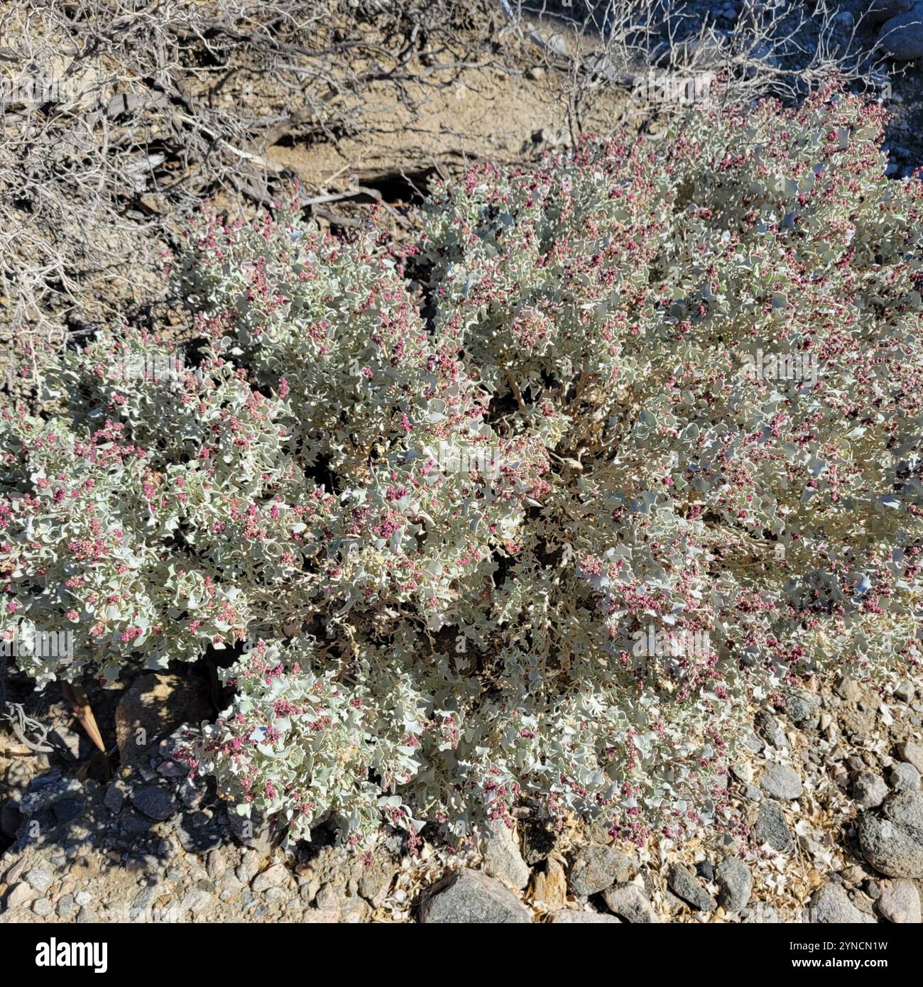 Desert Holly (Atriplex hymenelytra Stock Photo - Alamy