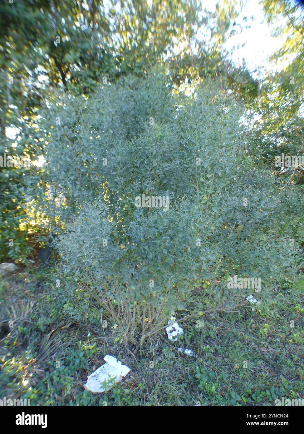 groundsel tree (Baccharis halimifolia Stock Photo - Alamy