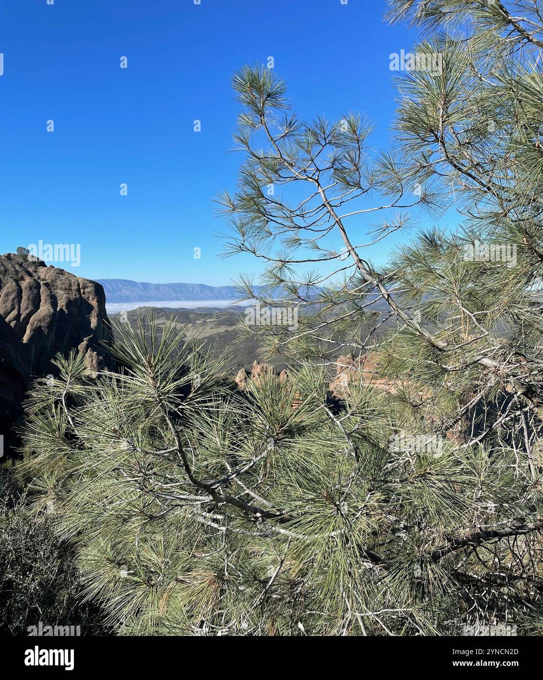 gray pine (Pinus sabiniana Stock Photo - Alamy