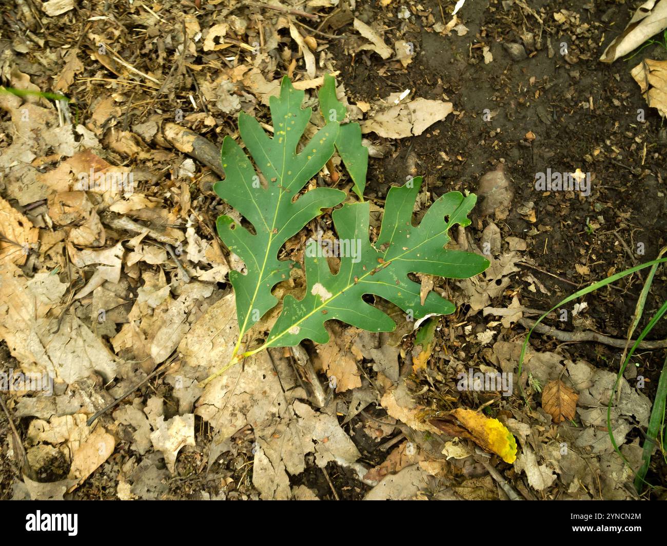 white oak (Quercus alba Stock Photo - Alamy