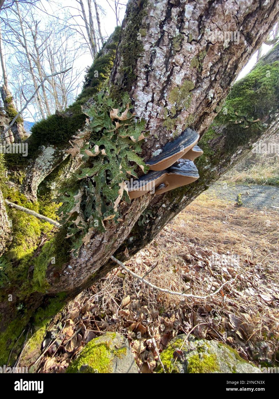 Tree Lungwort (Lobaria pulmonaria Stock Photo - Alamy