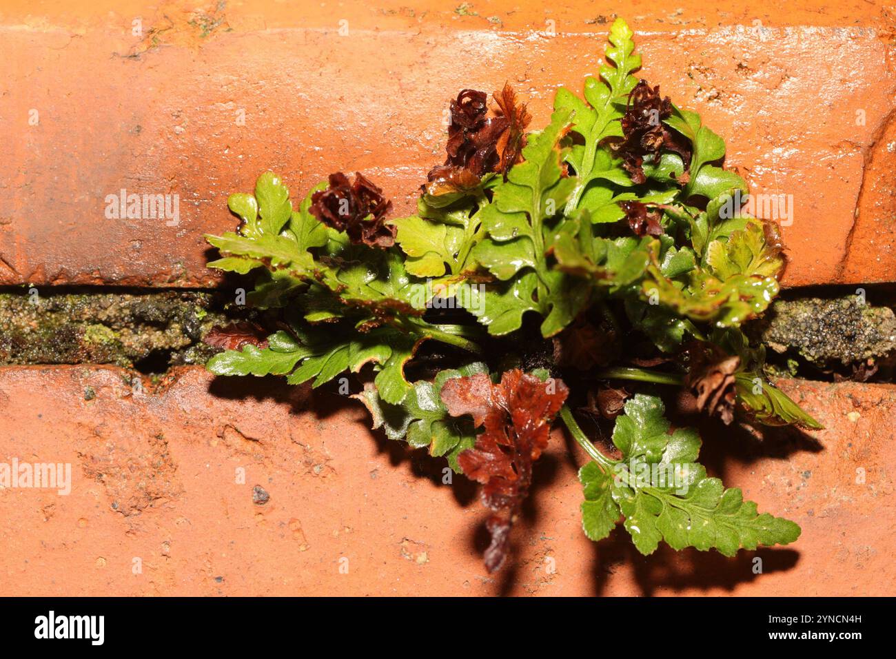 black spleenwort (Asplenium adiantum-nigrum Stock Photo - Alamy