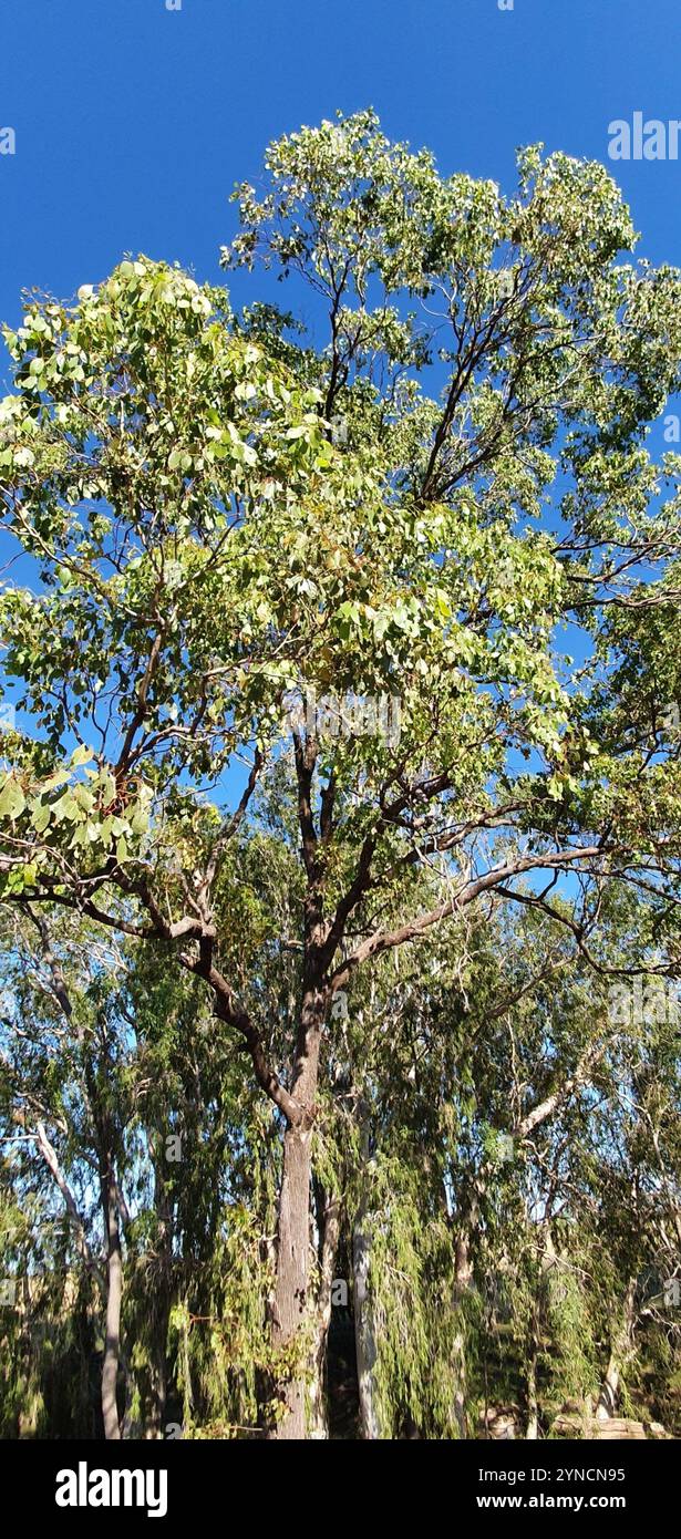 Poplar Box (Eucalyptus populnea Stock Photo - Alamy
