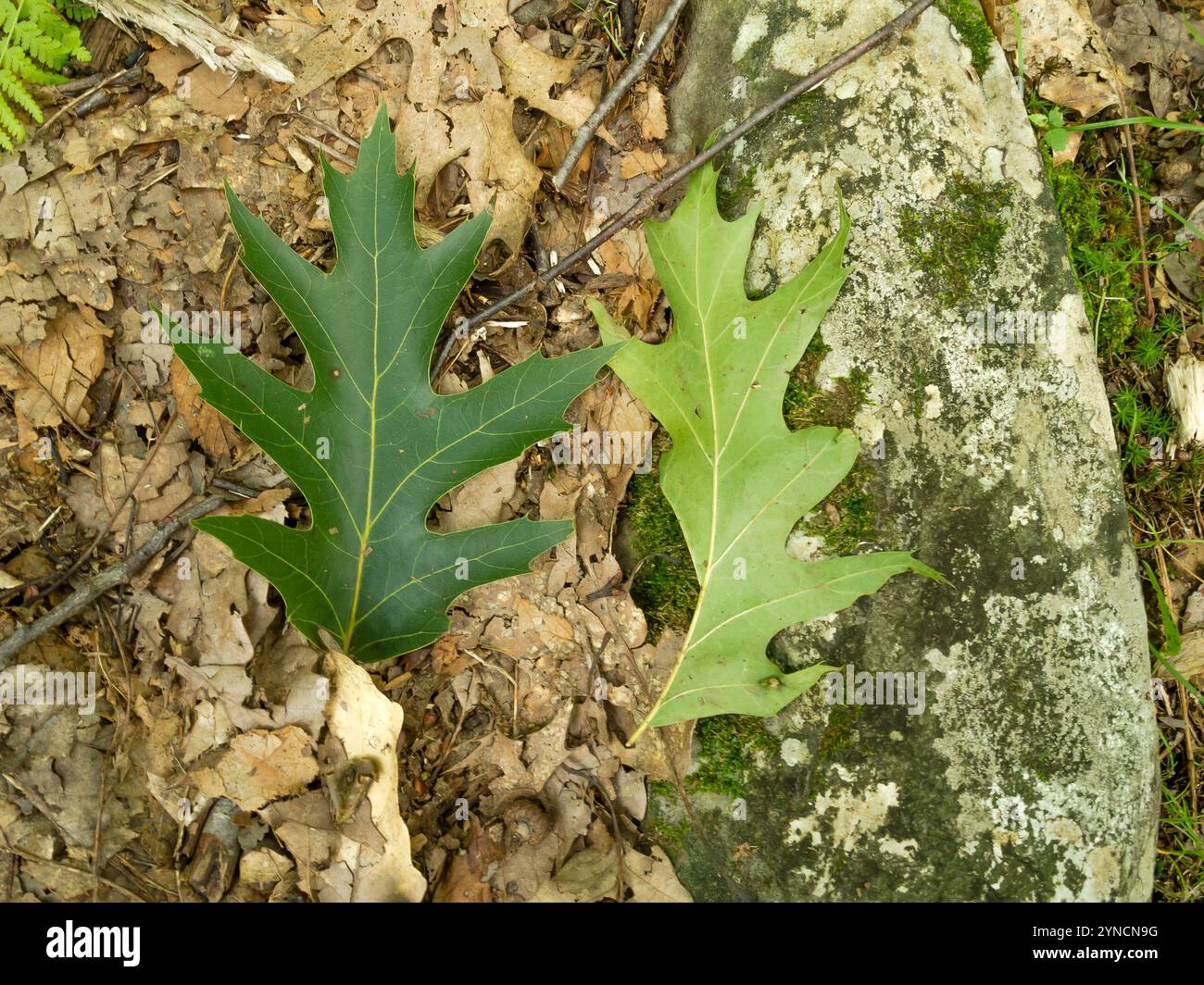 black oak (Quercus velutina Stock Photo - Alamy