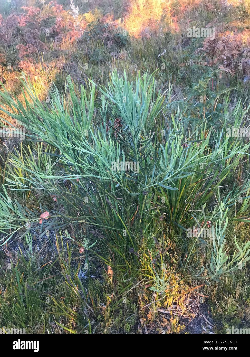 Sweet Wattle (Acacia suaveolens Stock Photo - Alamy