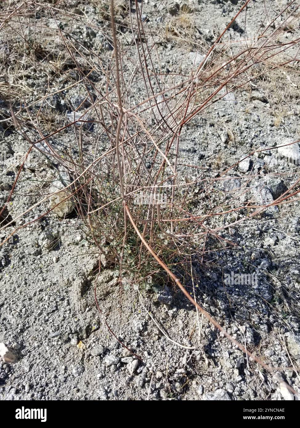 Desert Trumpet (Eriogonum inflatum Stock Photo - Alamy