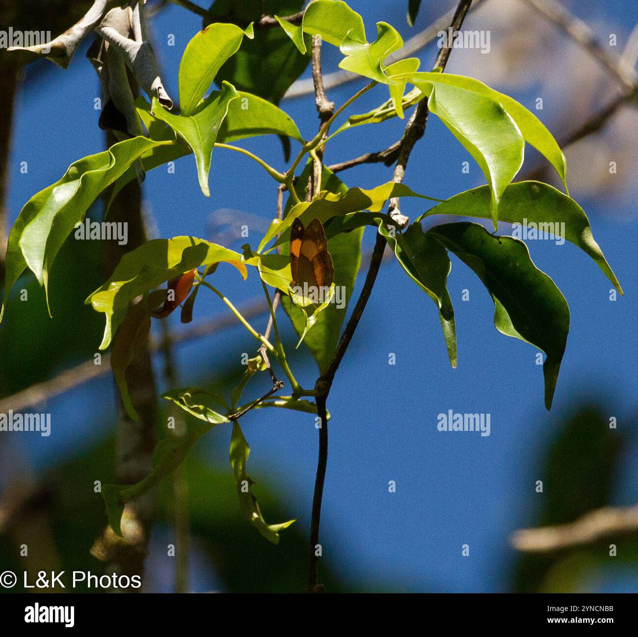 Cupha prosope hi-res stock photography and images - Alamy