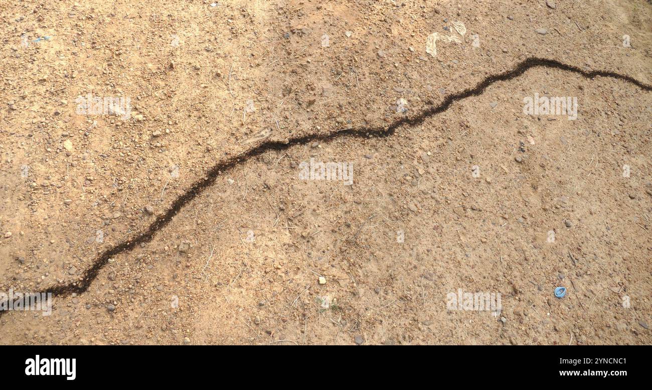 Typical Driver Ants (Dorylus nigricans Stock Photo - Alamy