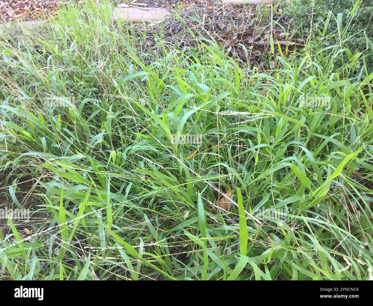 Ehrharta erecta hi-res stock photography and images - Alamy