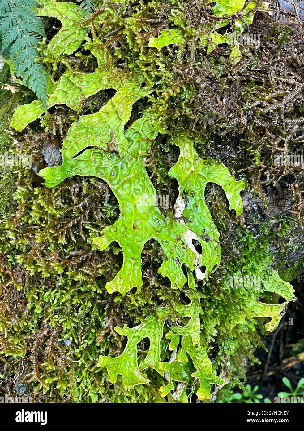 Tree Lungwort (Lobaria pulmonaria Stock Photo - Alamy