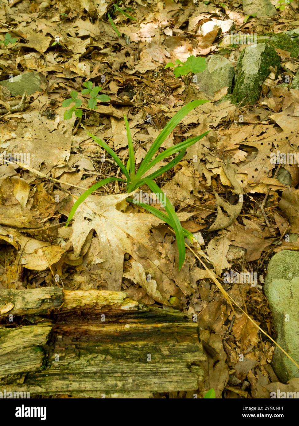 fly poison (Amianthium muscitoxicum Stock Photo - Alamy