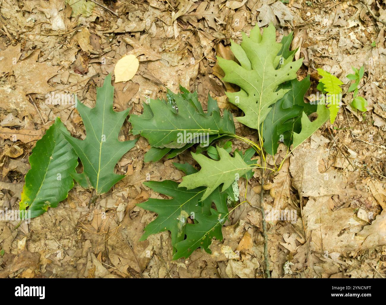 northern red oak (Quercus rubra Stock Photo - Alamy
