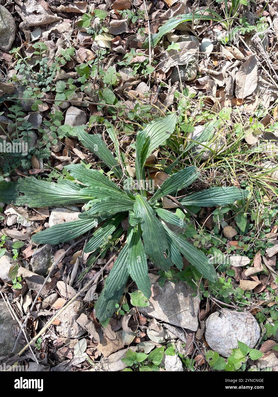 Marbleseed hi-res stock photography and images - Alamy