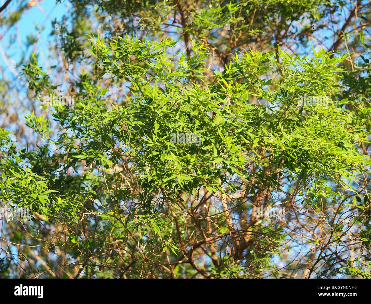 Five-leaved chaste tree (Vitex negundo Stock Photo - Alamy