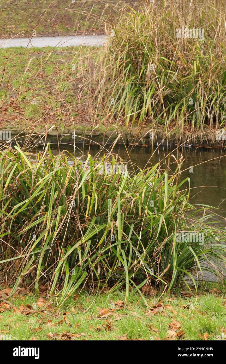Hanging sedge (Carex pendula Stock Photo - Alamy