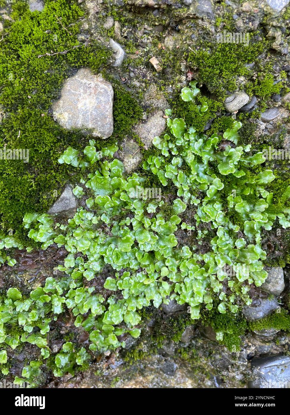 Crescent-cup liverwort (Lunularia cruciata Stock Photo - Alamy
