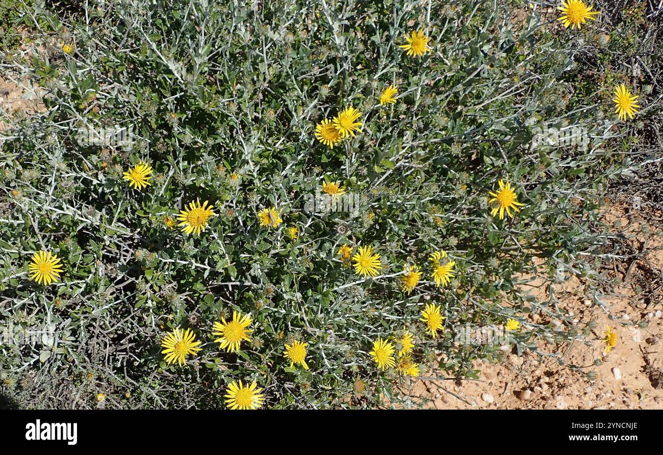Grey African Thistle (Berkheya fruticosa Stock Photo - Alamy