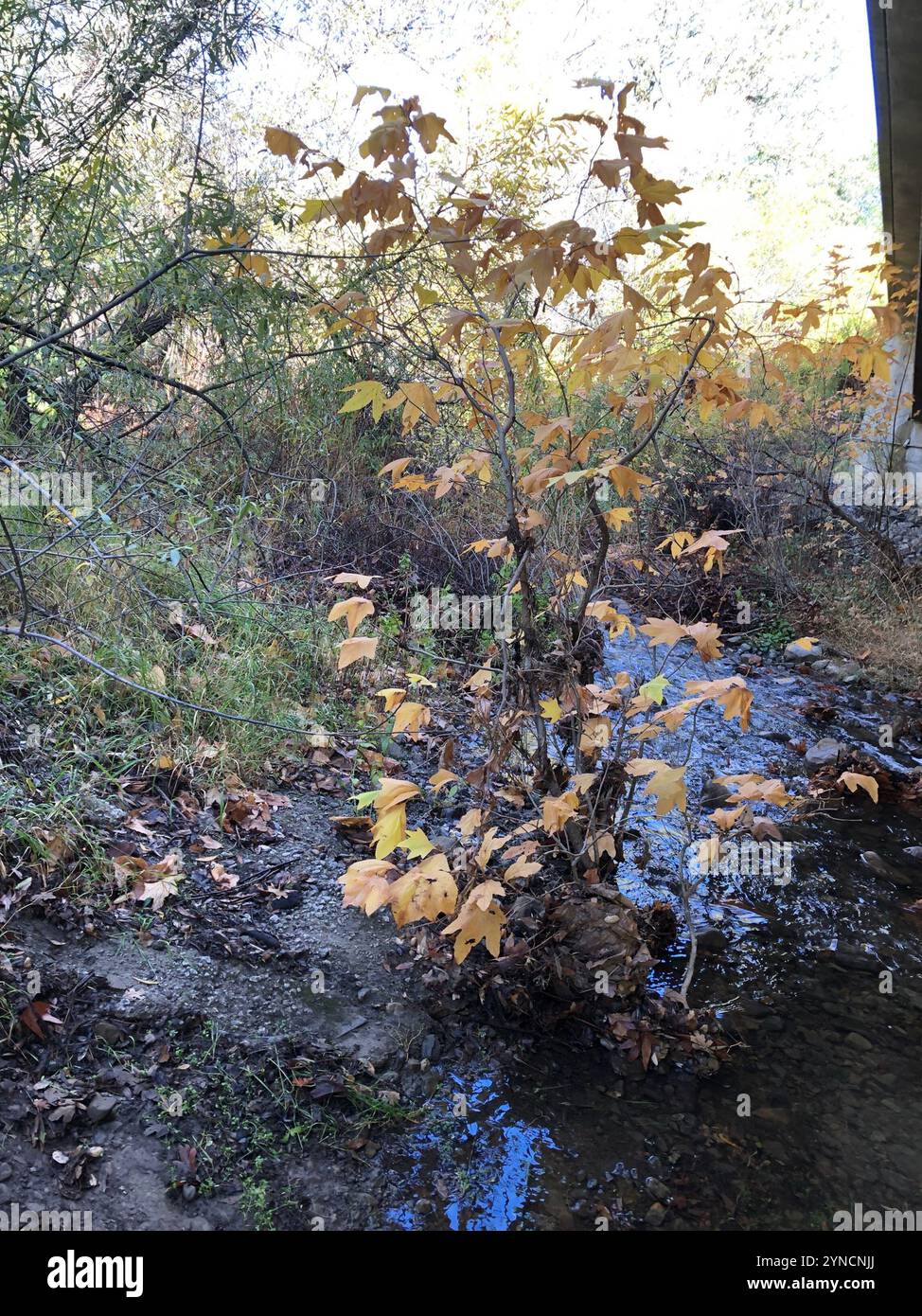 western sycamore (Platanus racemosa Stock Photo - Alamy
