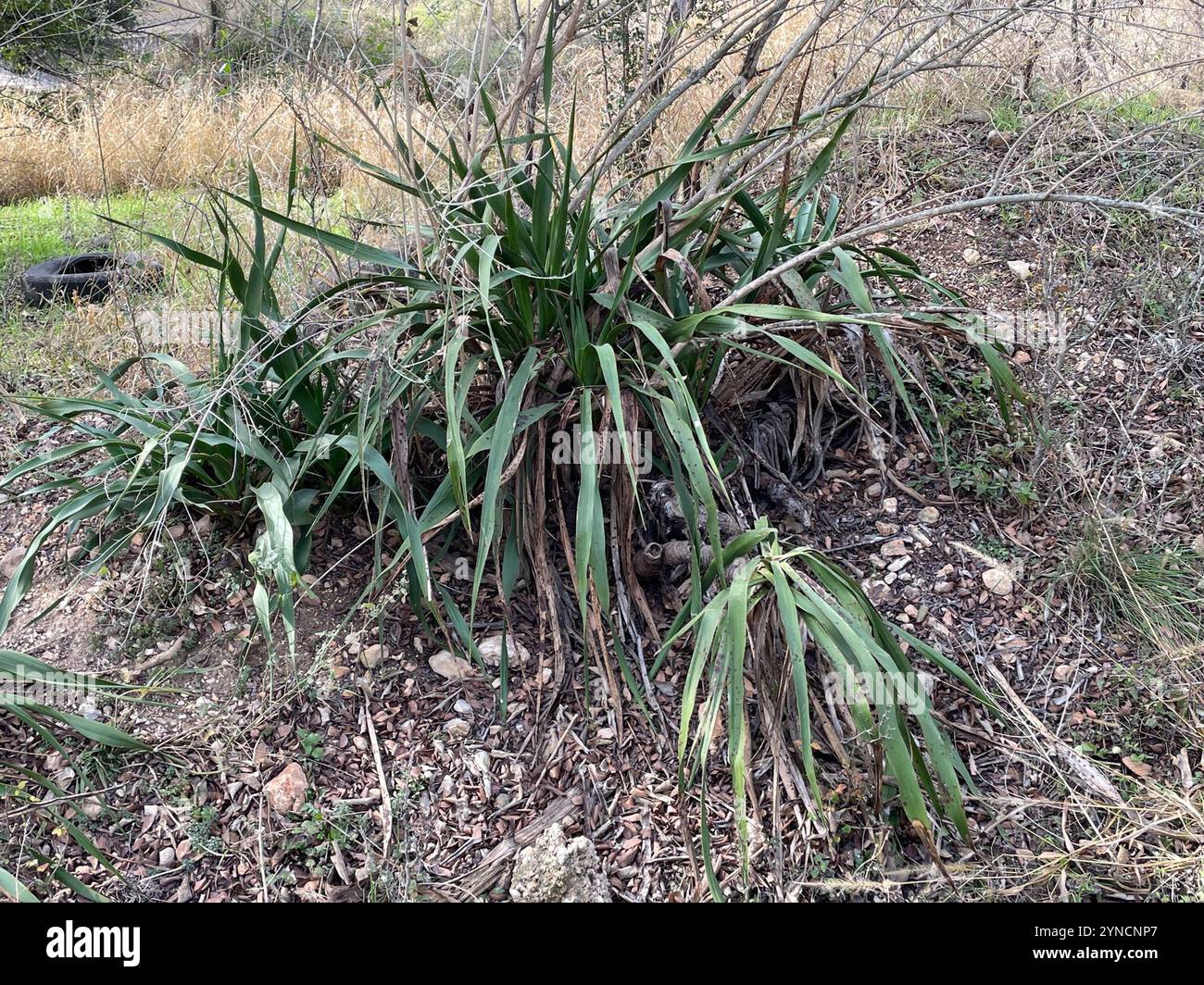 Twisted yucca hi-res stock photography and images - Alamy