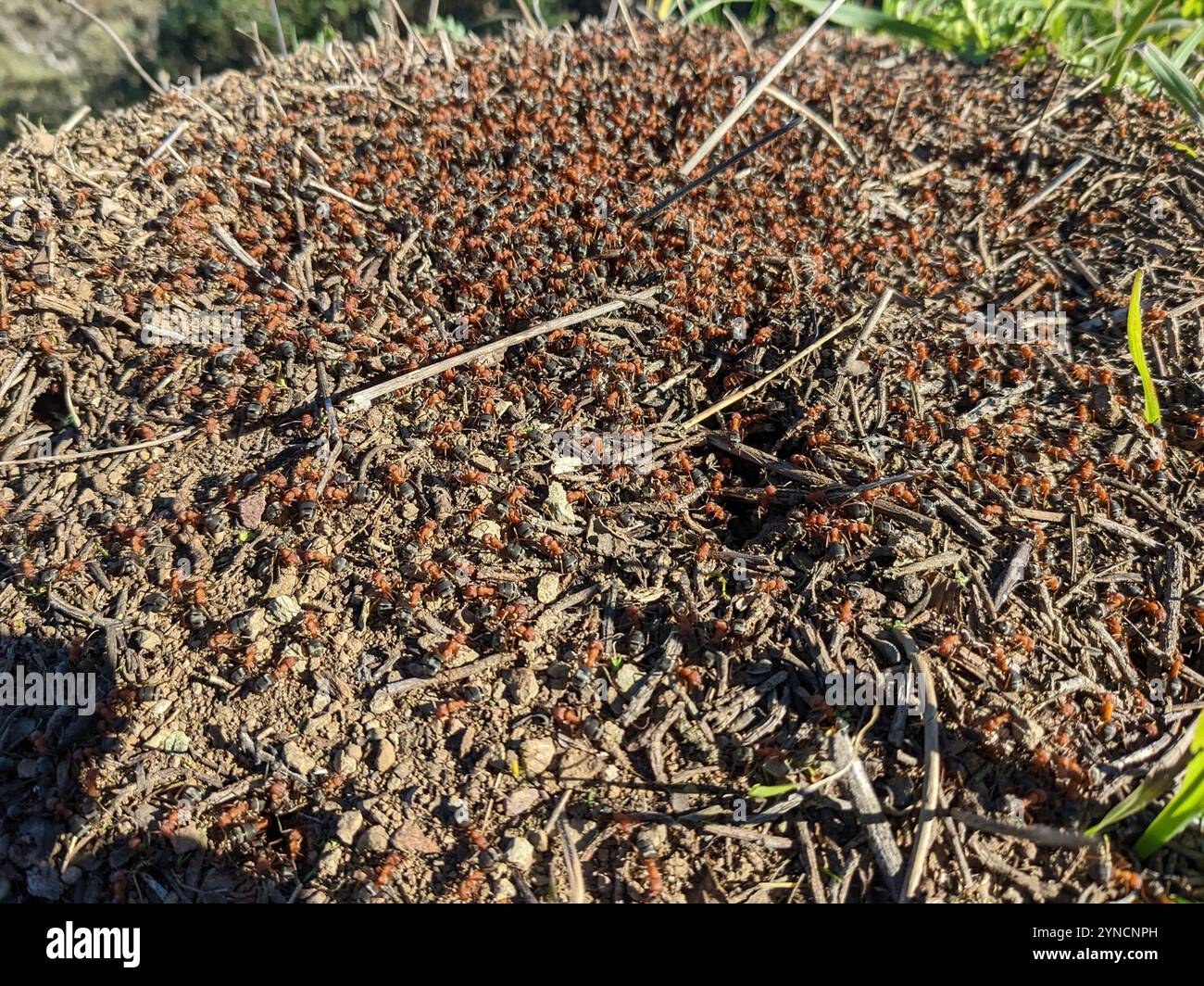 Western Mound Ant (Formica integroides Stock Photo - Alamy