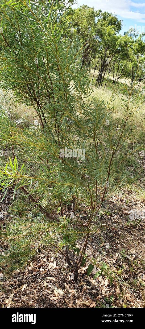 Golden Wattle (Acacia decora Stock Photo - Alamy