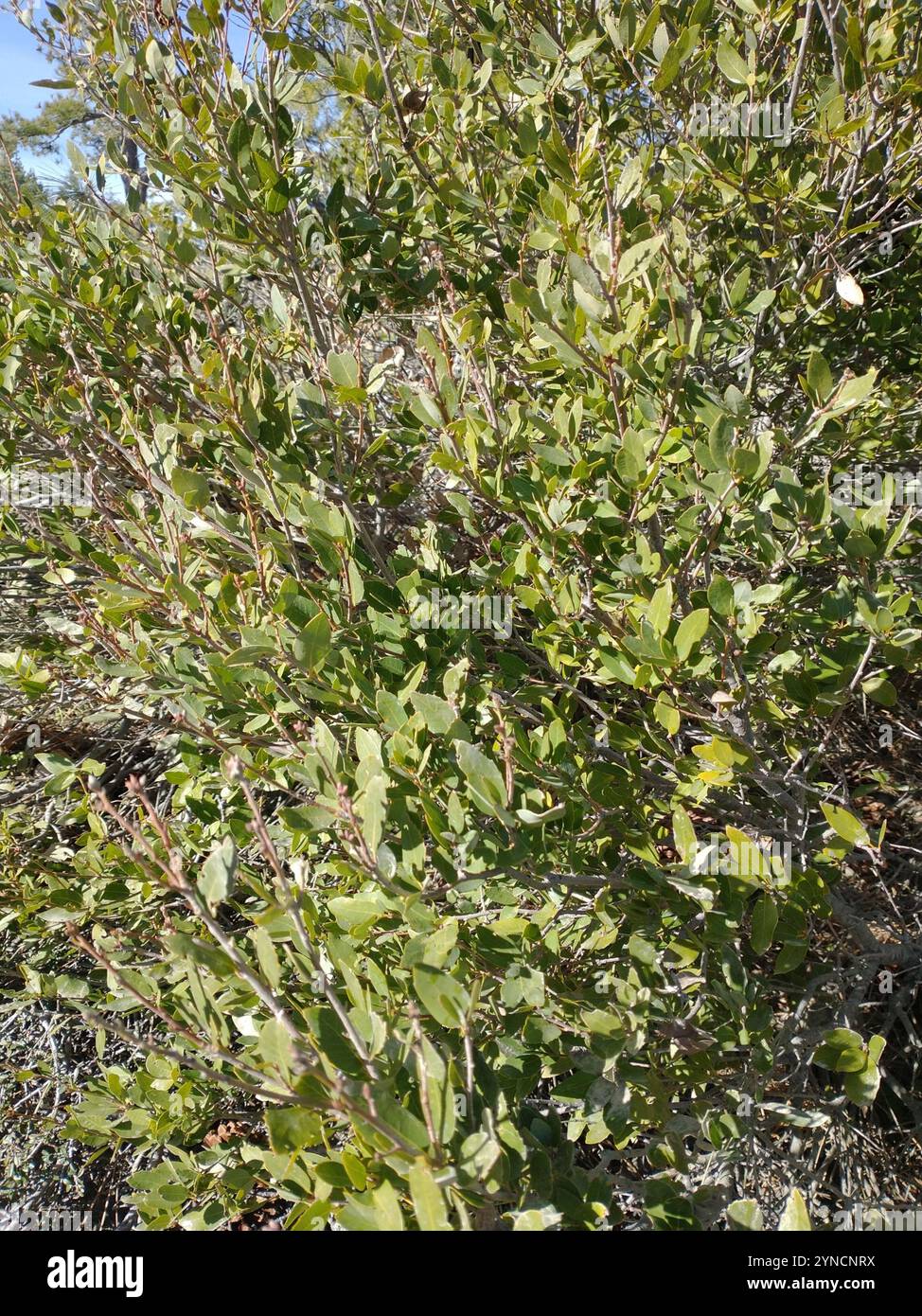 Huckleberry oak hi-res stock photography and images - Alamy