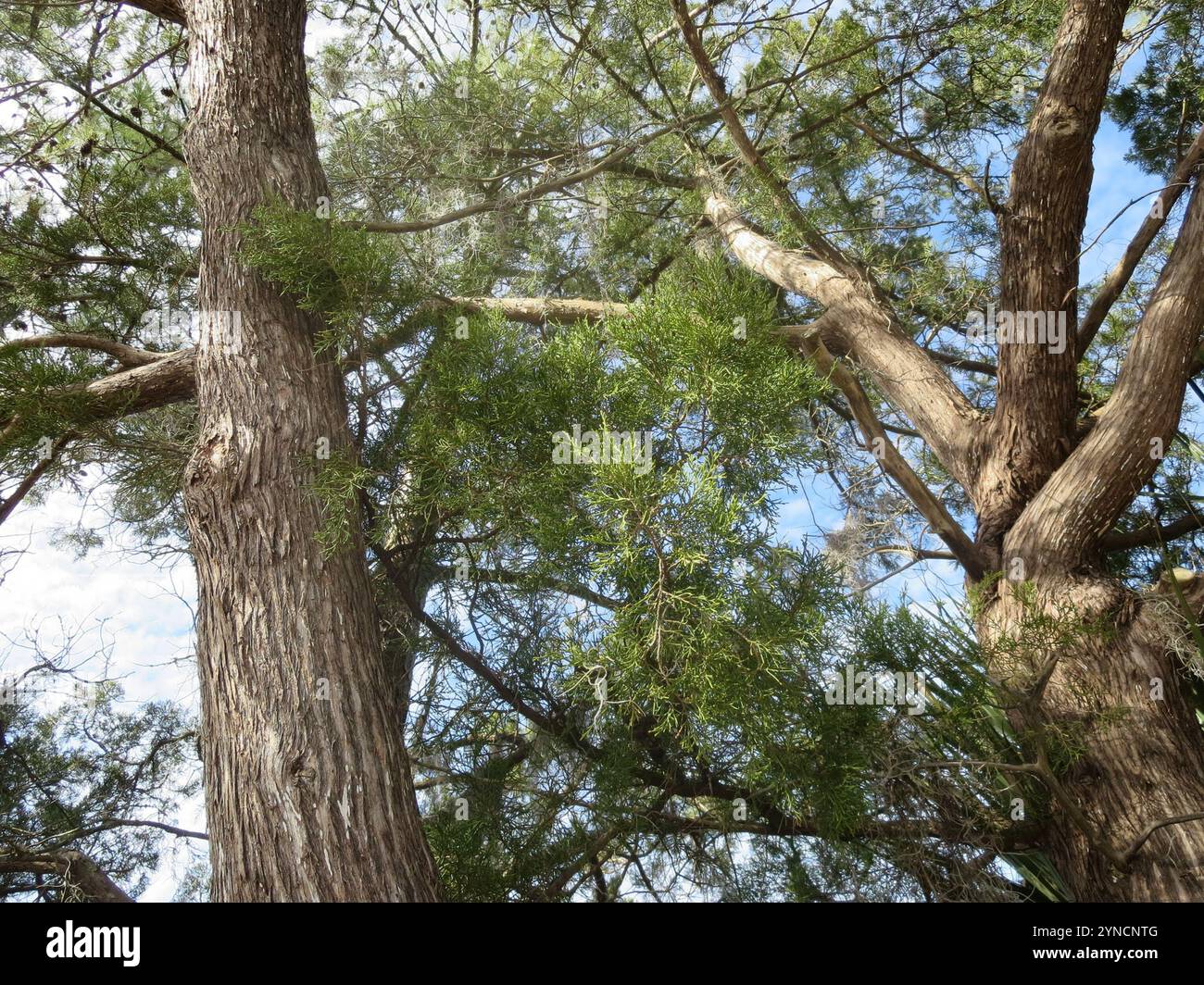 cypress family (Cupressaceae Stock Photo - Alamy