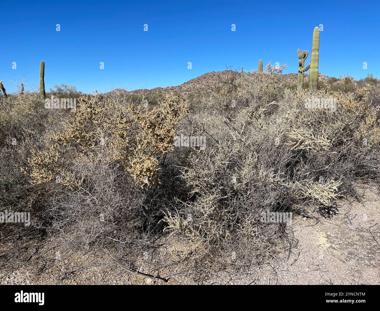 Saltbush cattle hi-res stock photography and images - Alamy