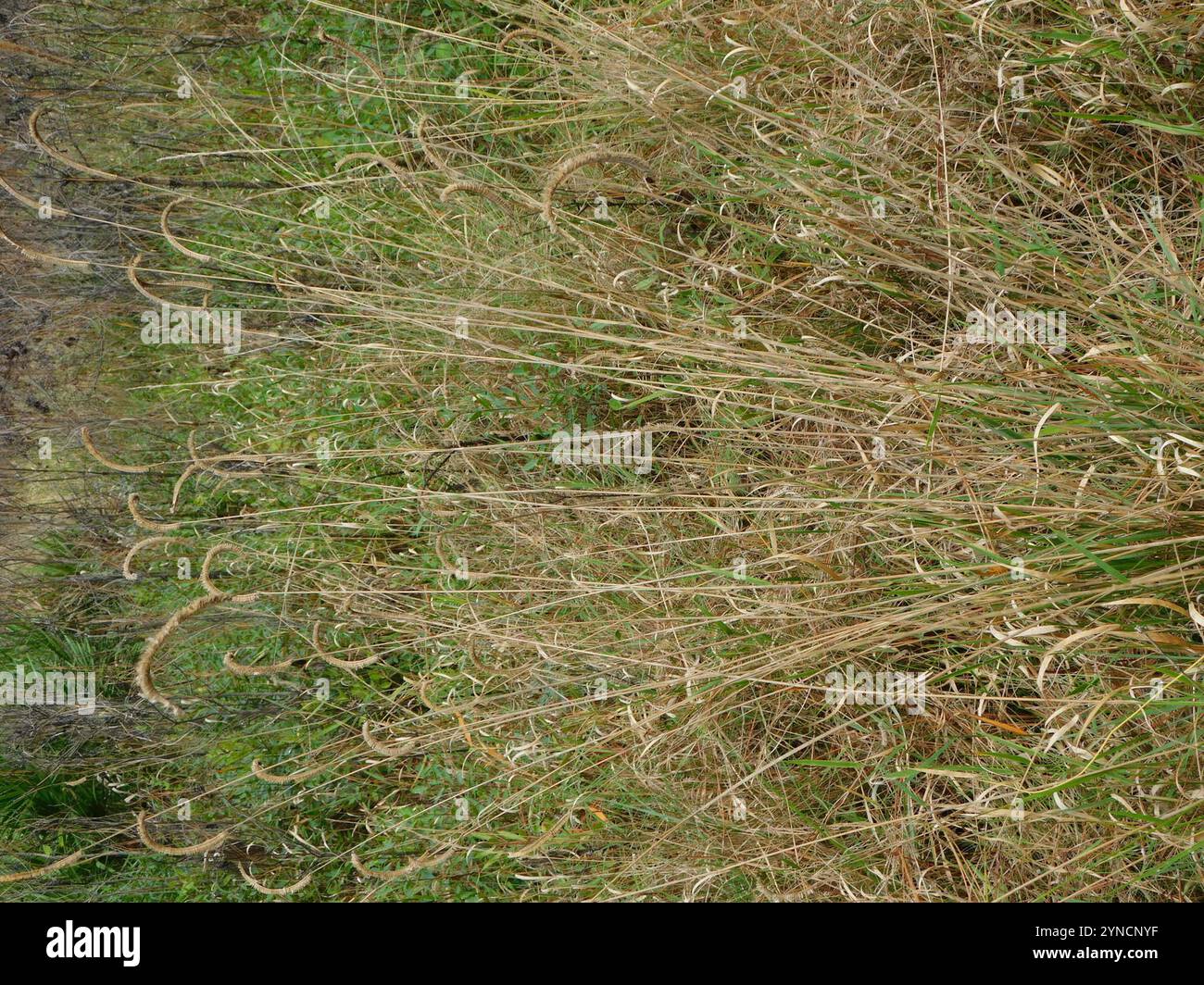 Toothache grass hi-res stock photography and images - Alamy