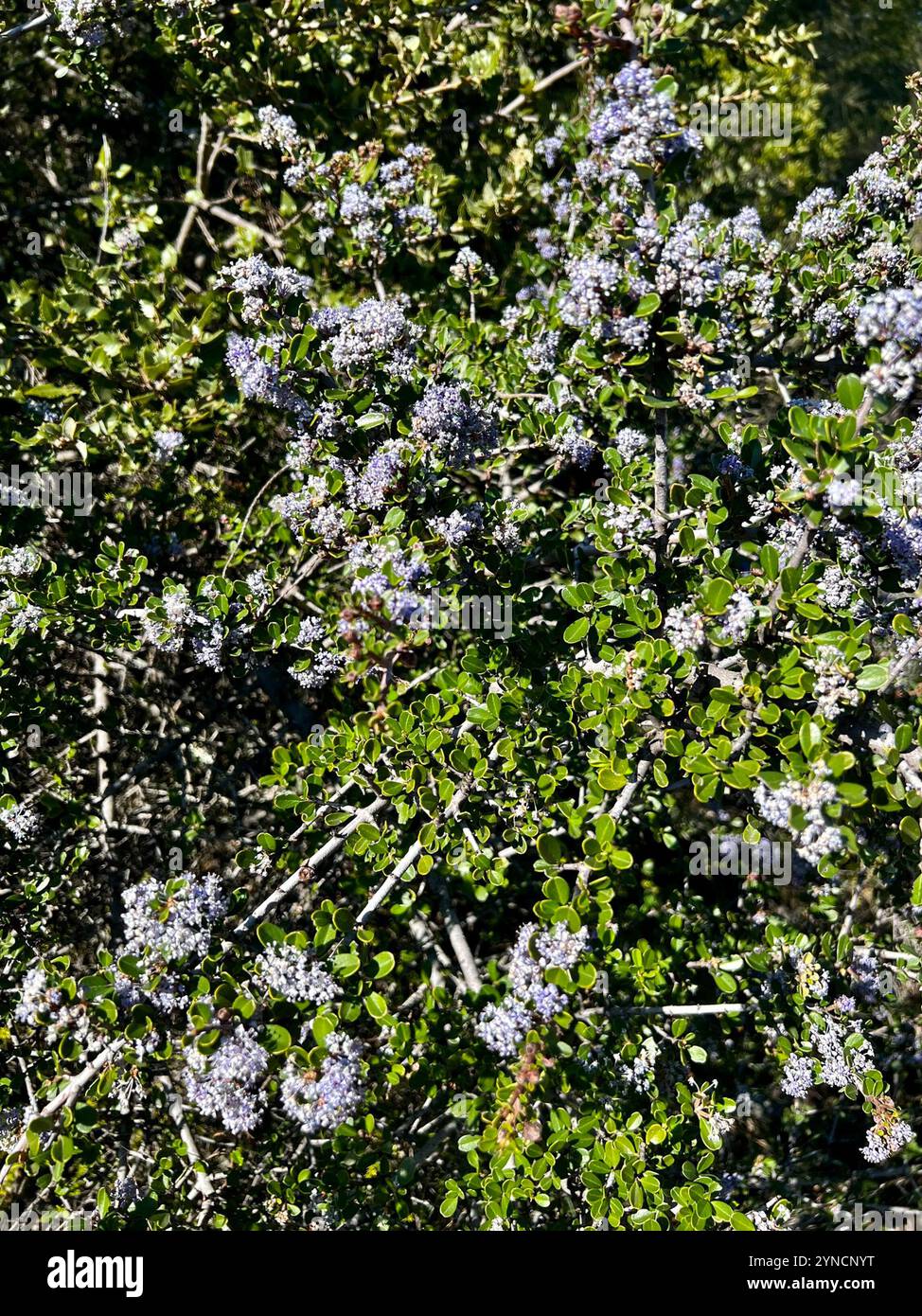 Buckbrush (Ceanothus cuneatus Stock Photo - Alamy