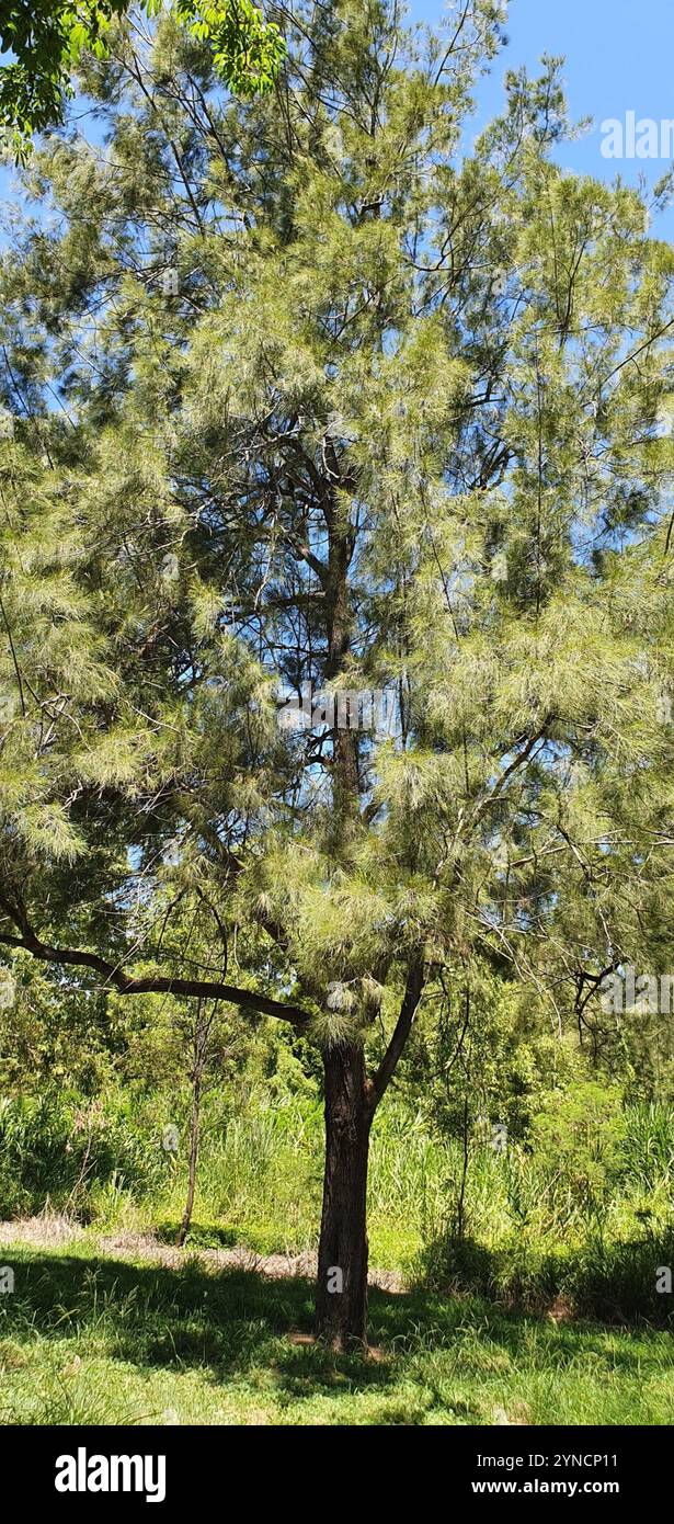 River sheoak (Casuarina cunninghamiana Stock Photo - Alamy