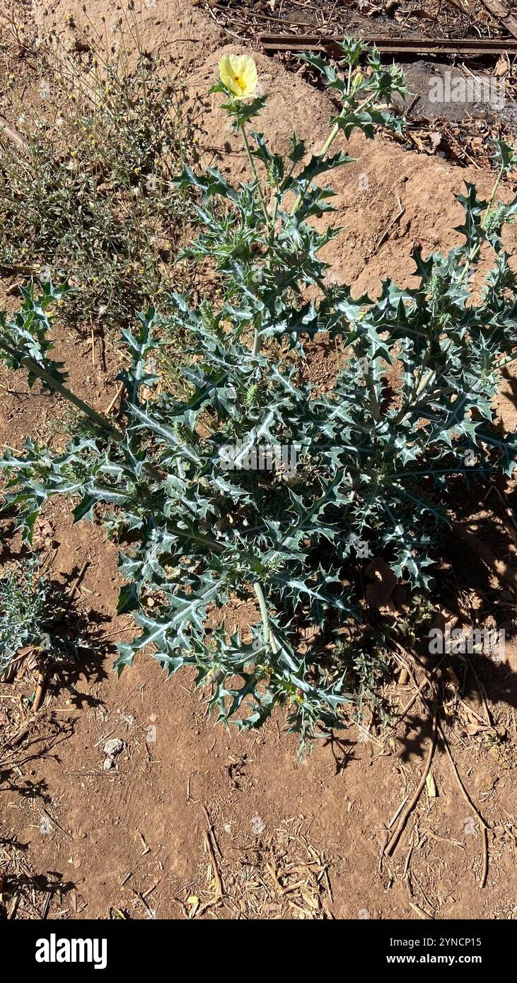 Mexican Poppy (Argemone ochroleuca Stock Photo - Alamy