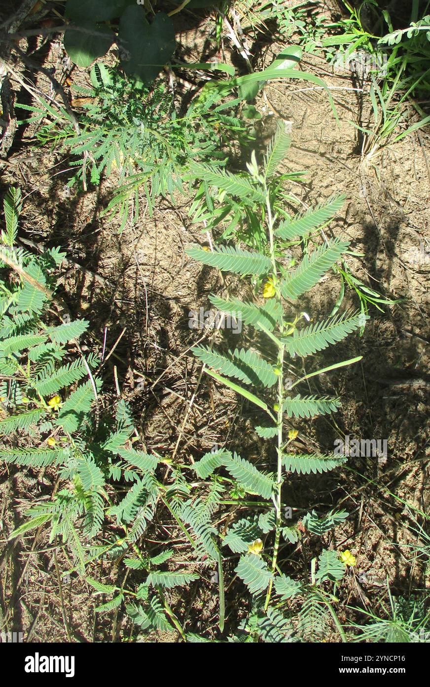 sensitive and partridge peas (Chamaecrista Stock Photo - Alamy