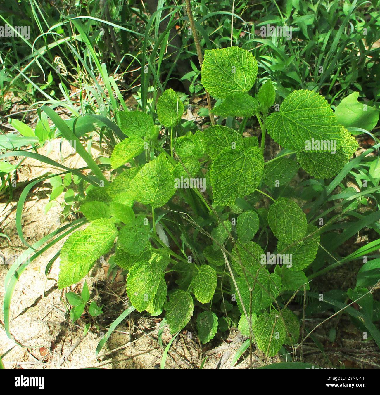 Flannel weed hi-res stock photography and images - Alamy