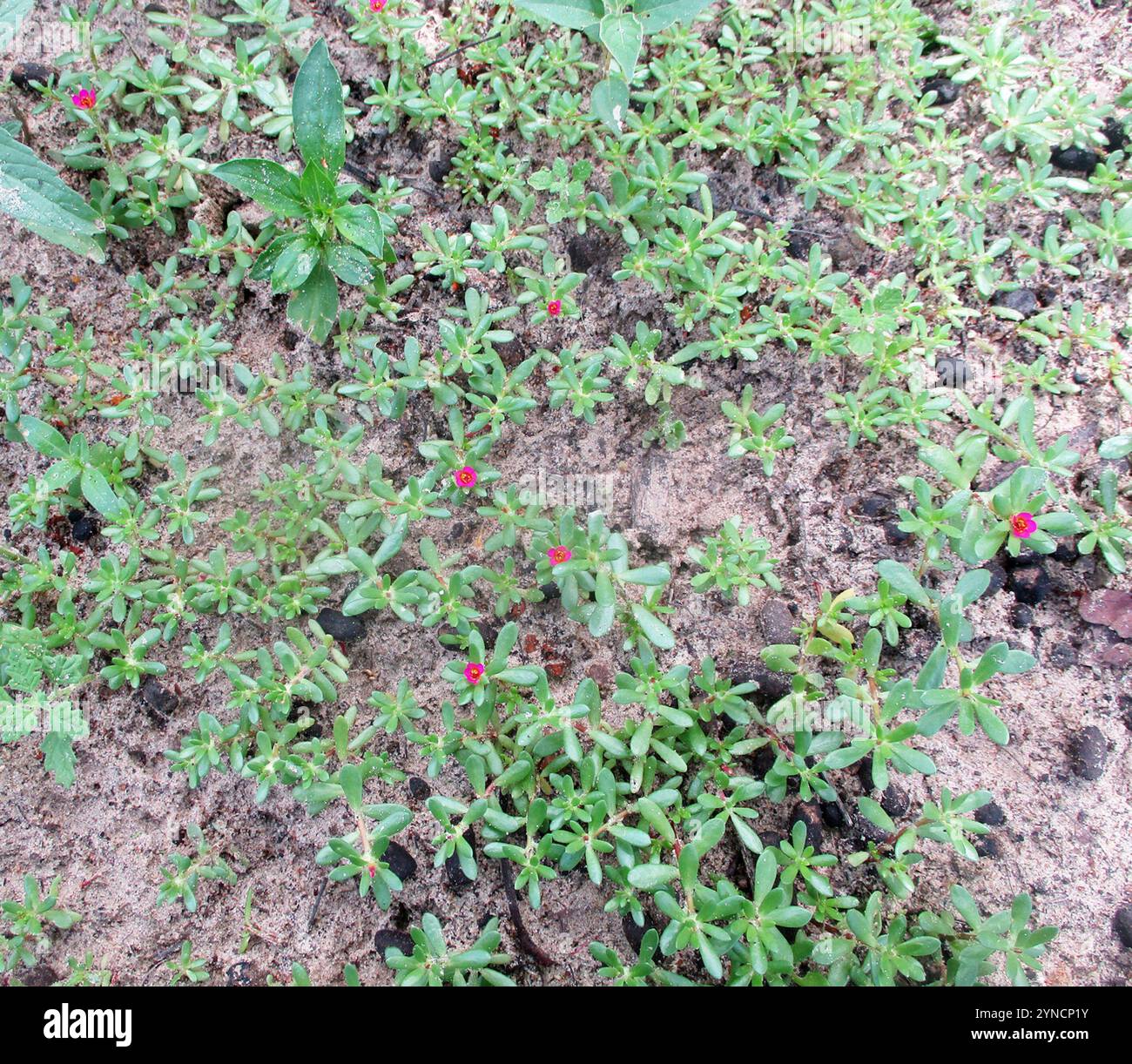 Paraguayan Purslane (Portulaca amilis Stock Photo - Alamy