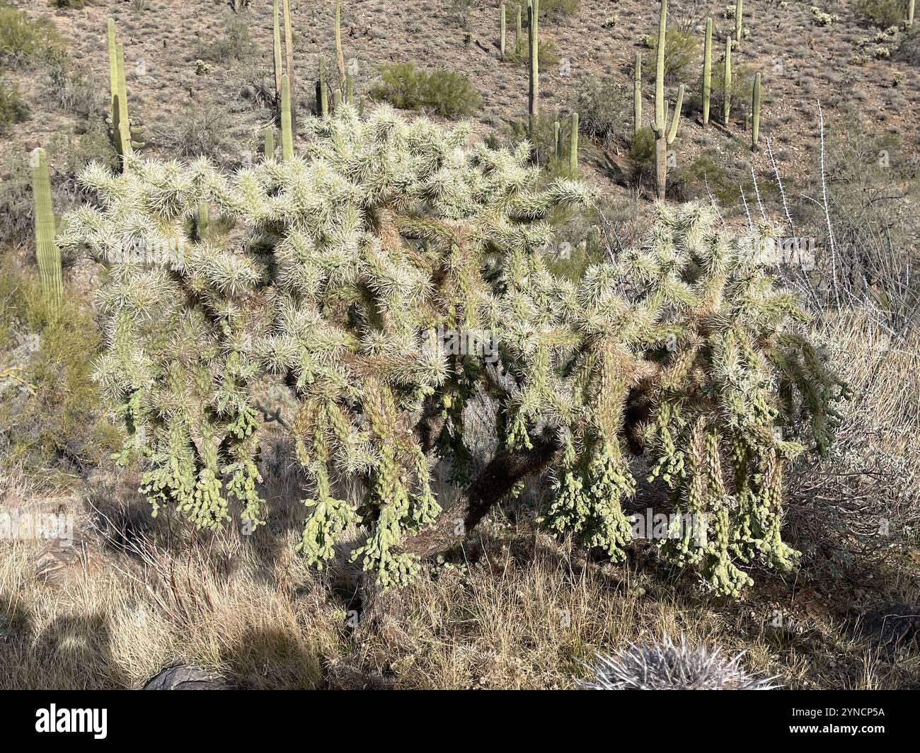 Chain-fruit Cholla (Cylindropuntia fulgida Stock Photo - Alamy