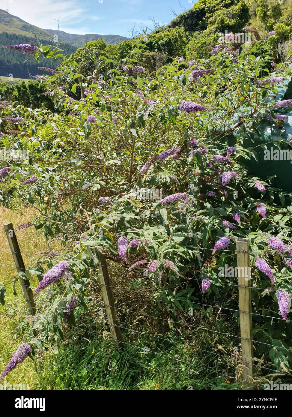 Butterfly bush (Buddleja davidii Stock Photo - Alamy