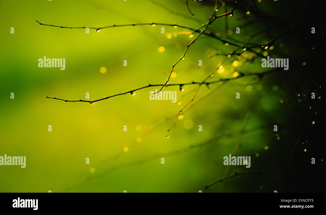 Beautiful, thin branches of a bush, dripping with water after a heavy ...