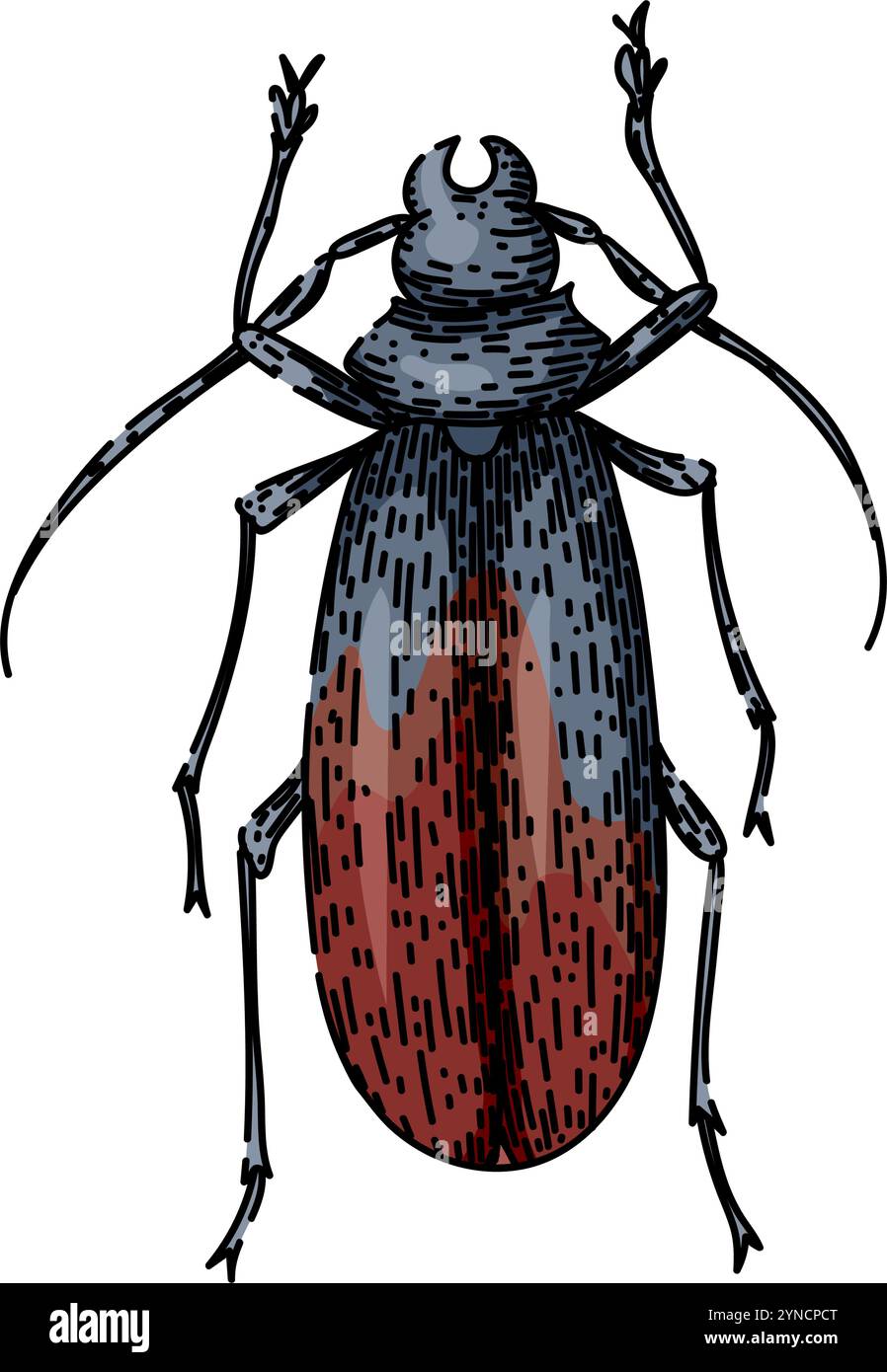 scarab beetle sketch hand drawn vector Stock Vector Image & Art - Alamy