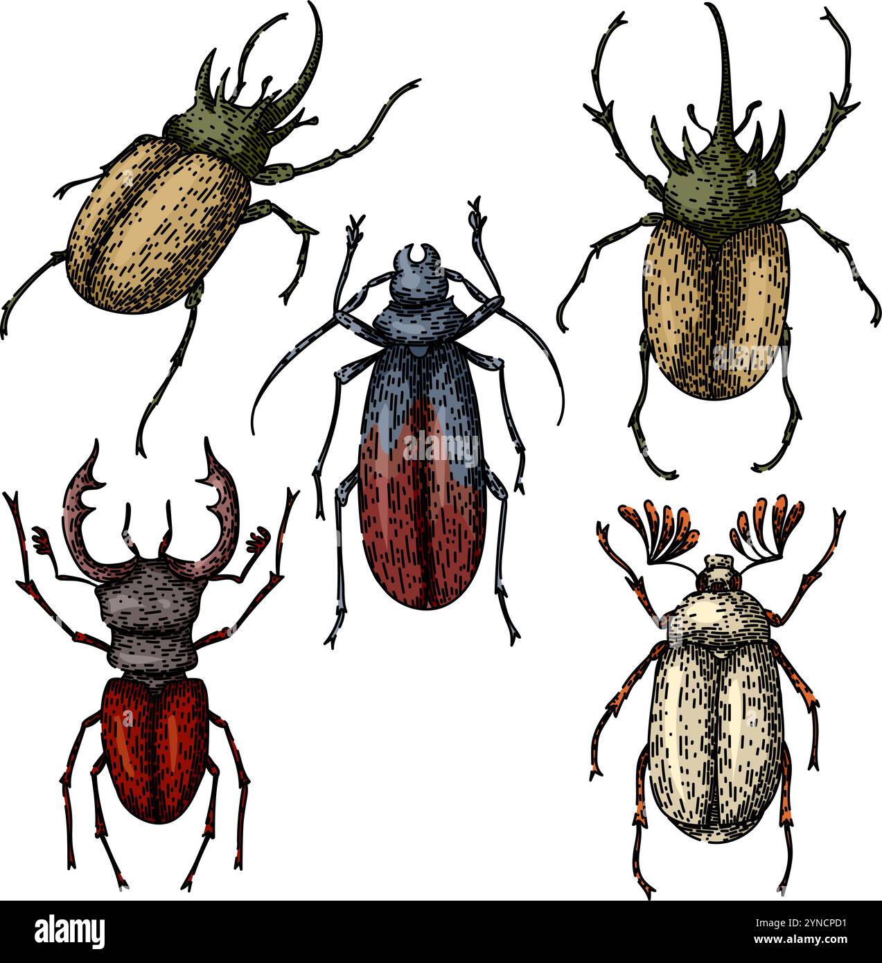 beetle set sketch hand drawn vector Stock Vector Image & Art - Alamy