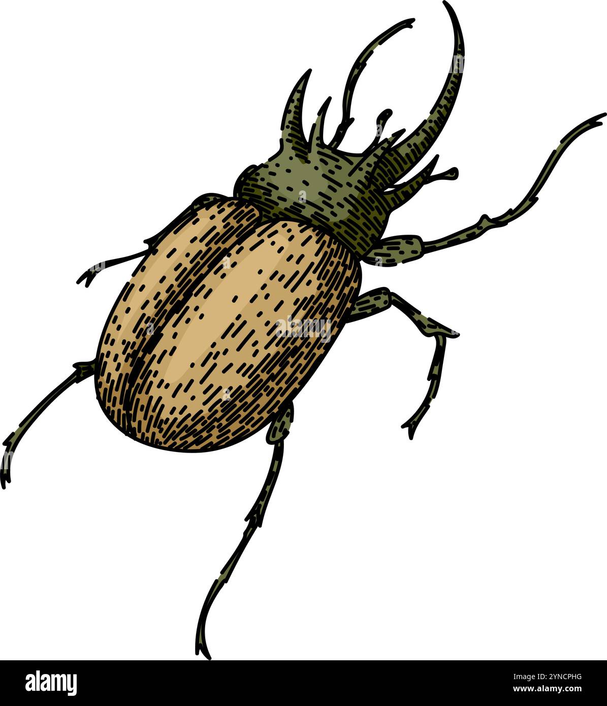 antennae beetle sketch hand drawn vector Stock Vector Image & Art - Alamy