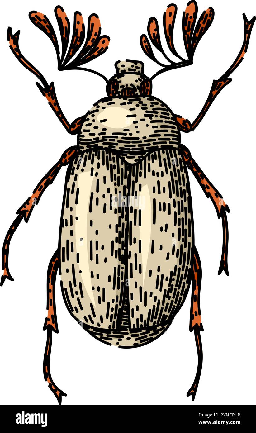 carapace beetle sketch hand drawn vector Stock Vector Image & Art - Alamy