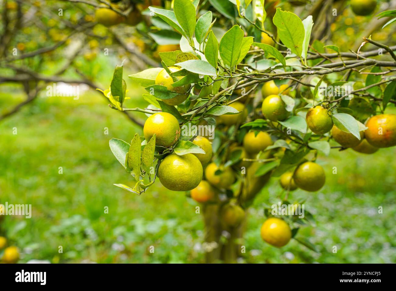 Limau madu hi-res stock photography and images - Alamy