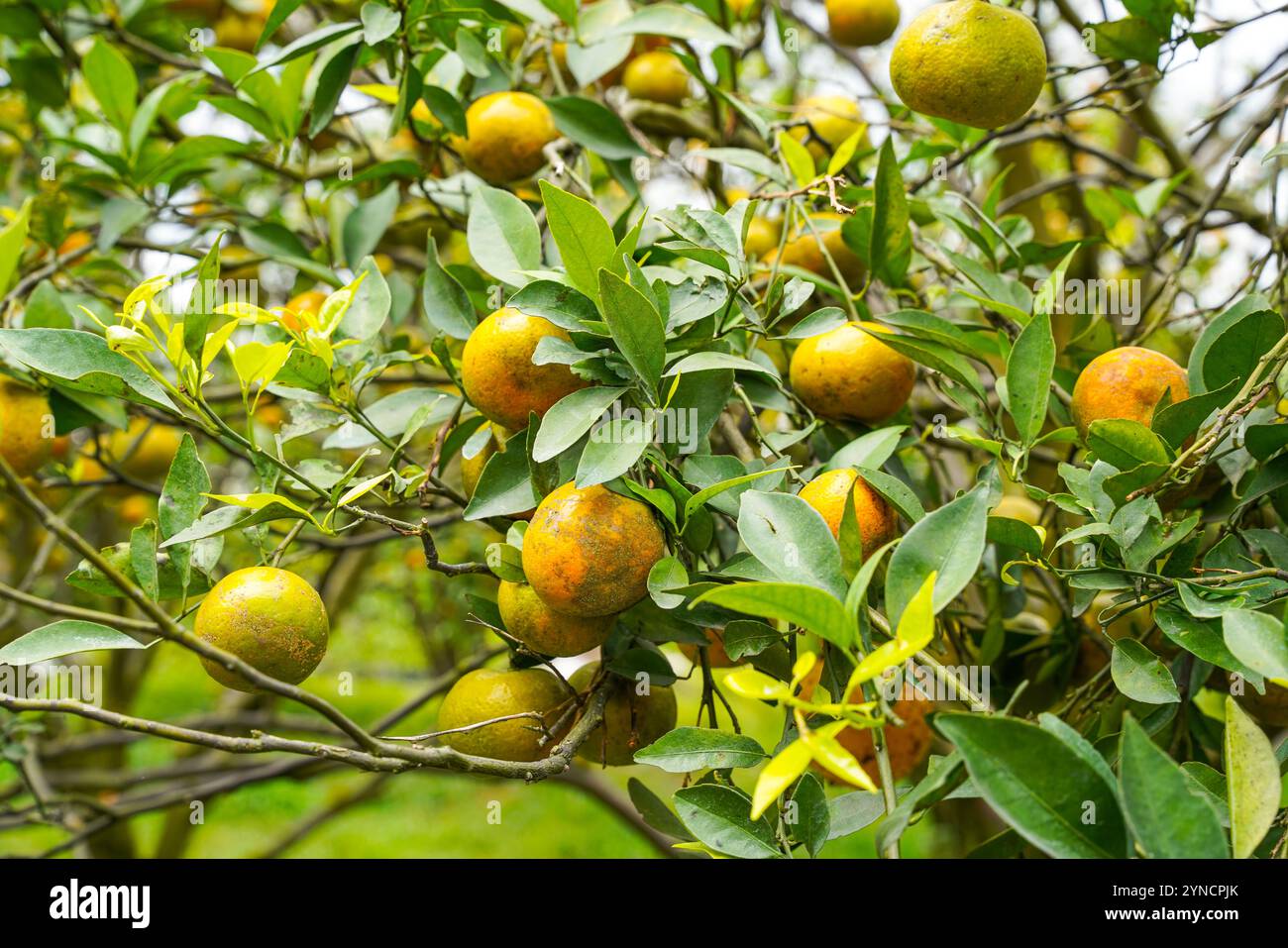 Oranges on the Tree ready for Harvests. Navel orange, Citrus sinensis ...