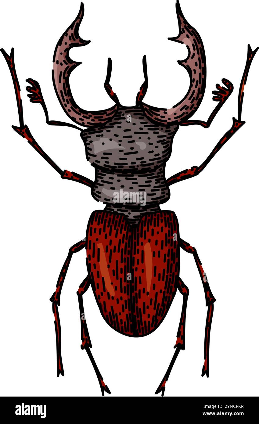 elytra beetle sketch hand drawn vector Stock Vector Image & Art - Alamy