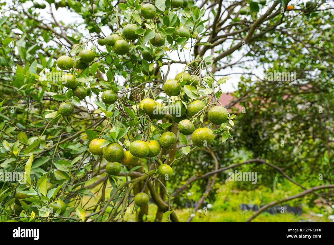 Limau madu hi-res stock photography and images - Alamy