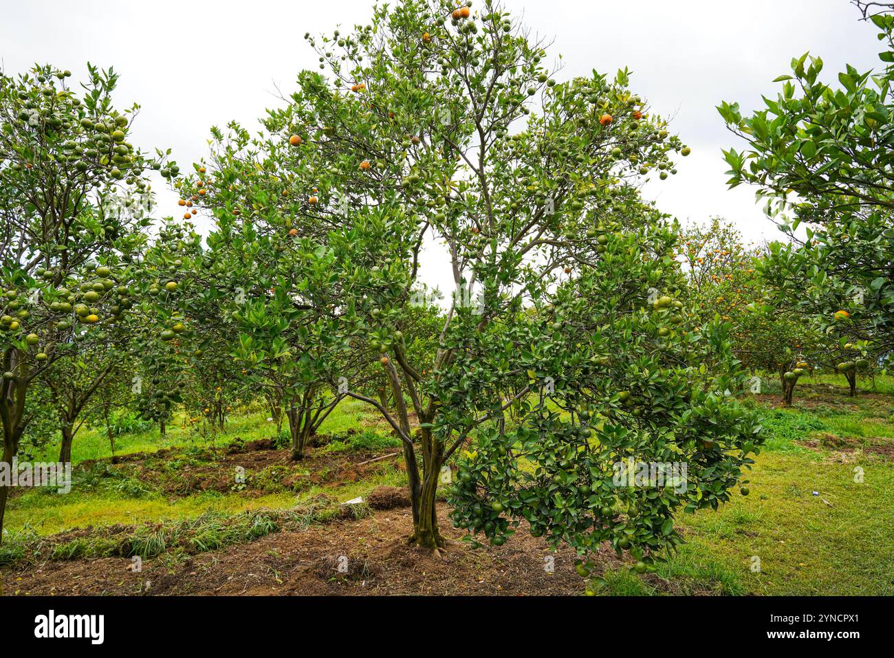 Oranges on the Tree ready for Harvests. Navel orange, Citrus sinensis ...